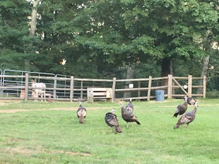 Dispatch from the Digital Health Frontier: Building Unity Farm ...