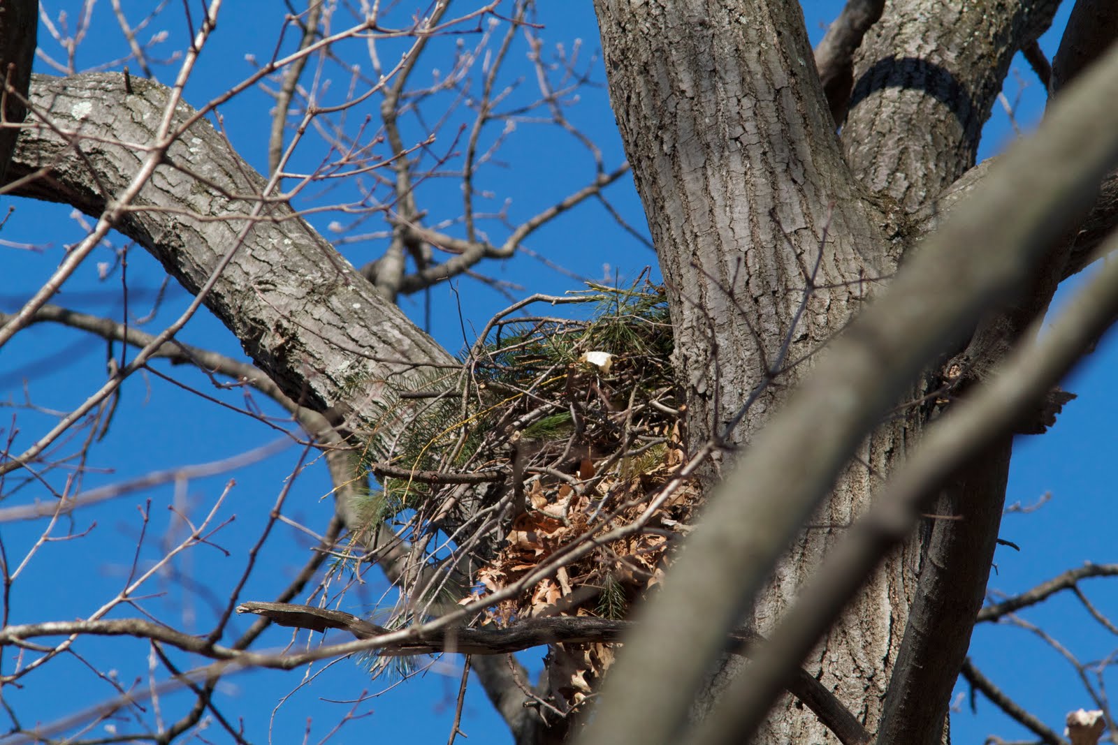 Protecting Eggs, Nesting Hawk Attacks River Forest, 42% OFF
