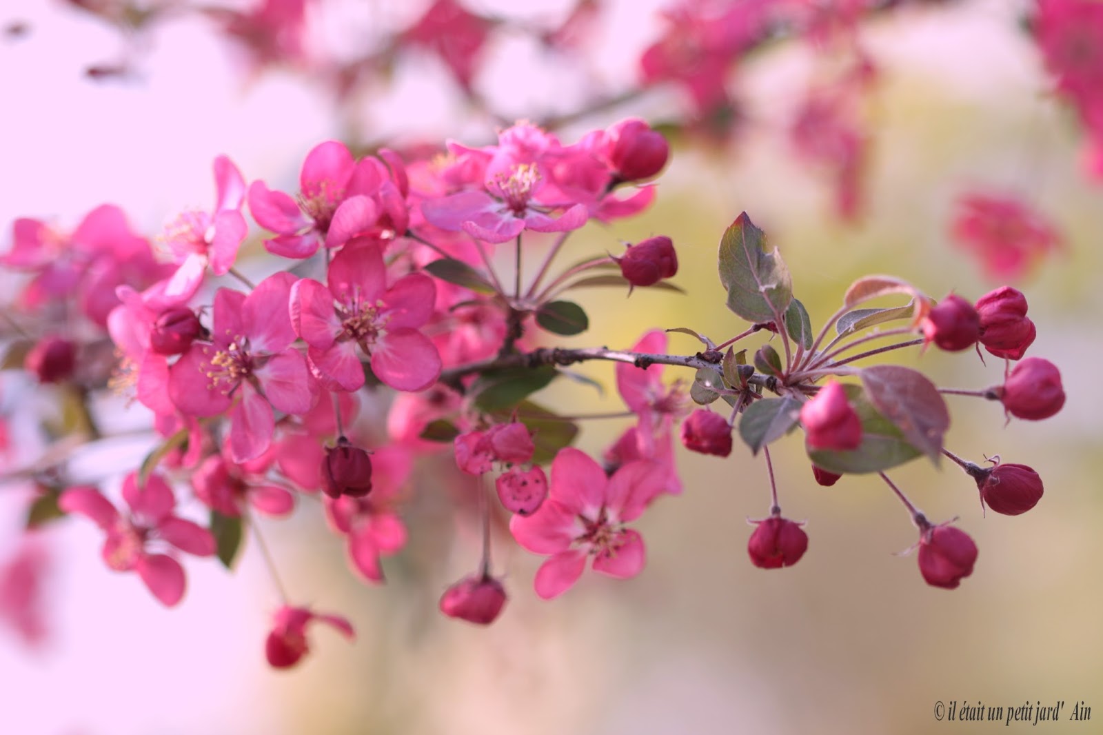 IL ETAIT UN PETIT JARD'AIN ...: FOCUS PRUNUS MALUS TRESORUS ...