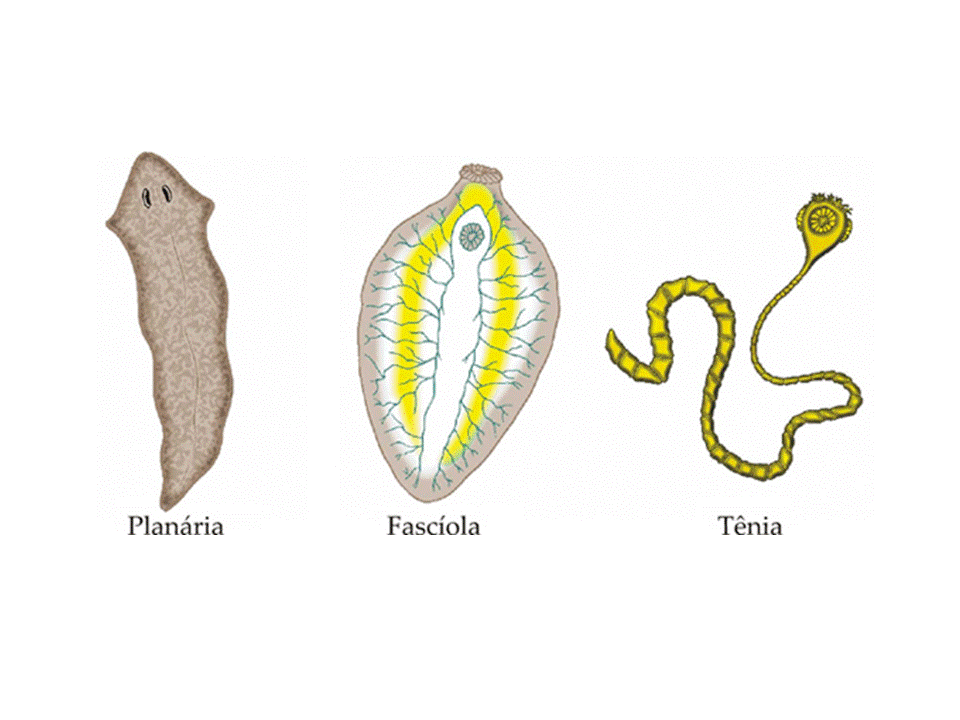 Biologia: Platelmintos