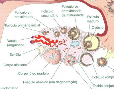 Embriologia UFPE: Ovogênse - Ovário