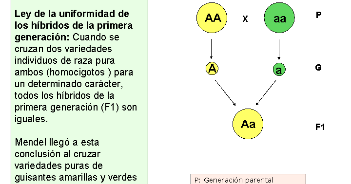 Química y Biología : Leyes de Mendel