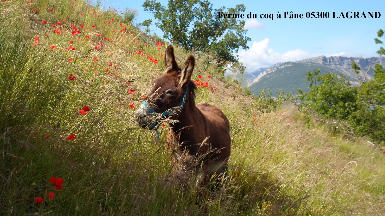 Ferme du coq à l'âne 05: Falaises d'Orpierre, Montagnes de Chabre et ânes