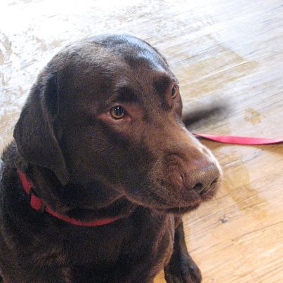 All Natural Gourmet Dog Treats / Just Dogs! Gourmet ~ Woodbury / 651. ...