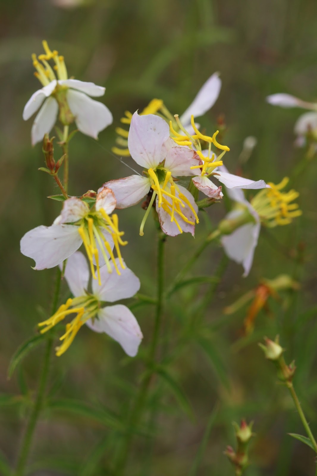 Native Florida Wildflowers: Handsome Harry - Rhexia virginica