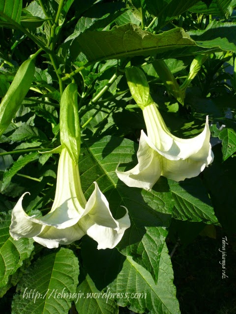 Drogas con-ciencia: Floripondio