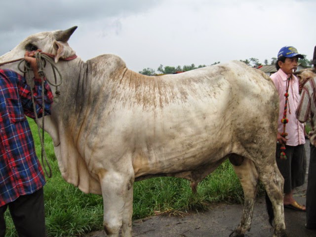 Cara Merawat Sapi Bakalan Yang Baru Dibeli Dari Pasar Hewan | Gemar ...