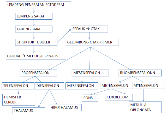 Embriogenesis Sistem Saraf Pusat ~ Patomedika