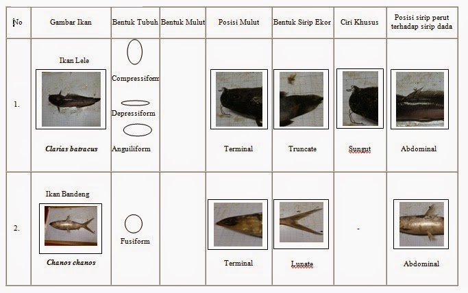 Laporan Ikhtiologi "Morfologi Ikan"