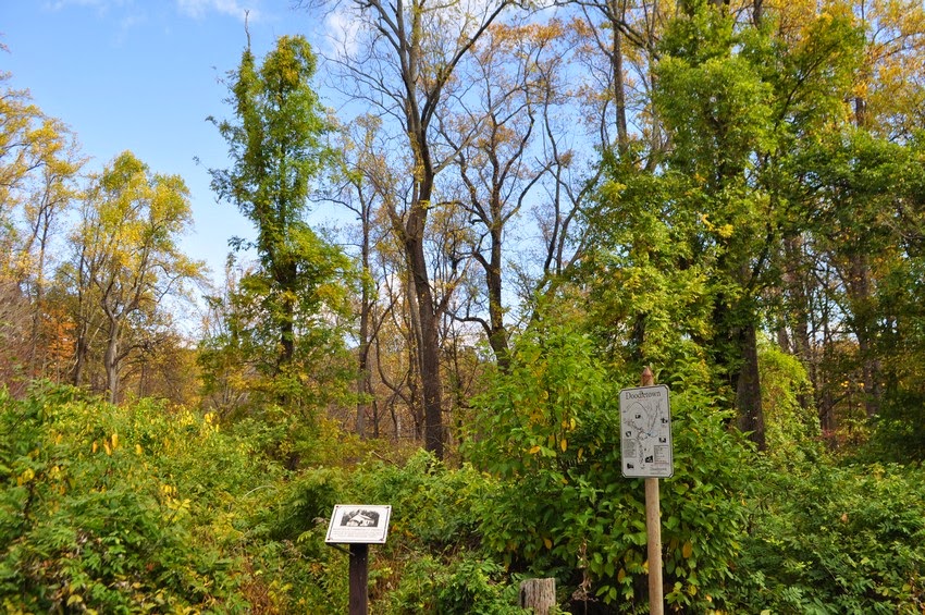 Harriman Hiker: Harriman State Park and Beyond: Doodletown Bear ...