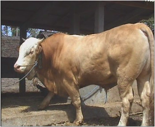 rajanya suplemen hewan: .TEKNIS BUDIDAYA SAPI POTONG....