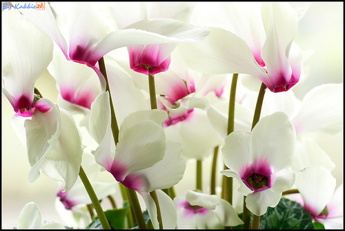 Κυκλάμινο - Cyclamen ~ ΦΥΤΟΓΝΩΣΕΙΣ