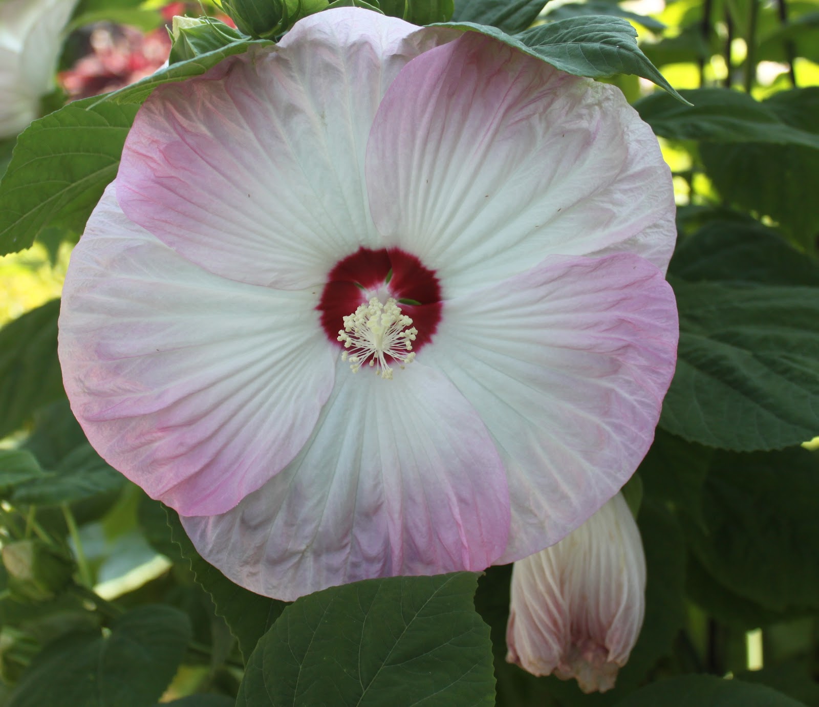 Melange: Southern Belle Hibiscus