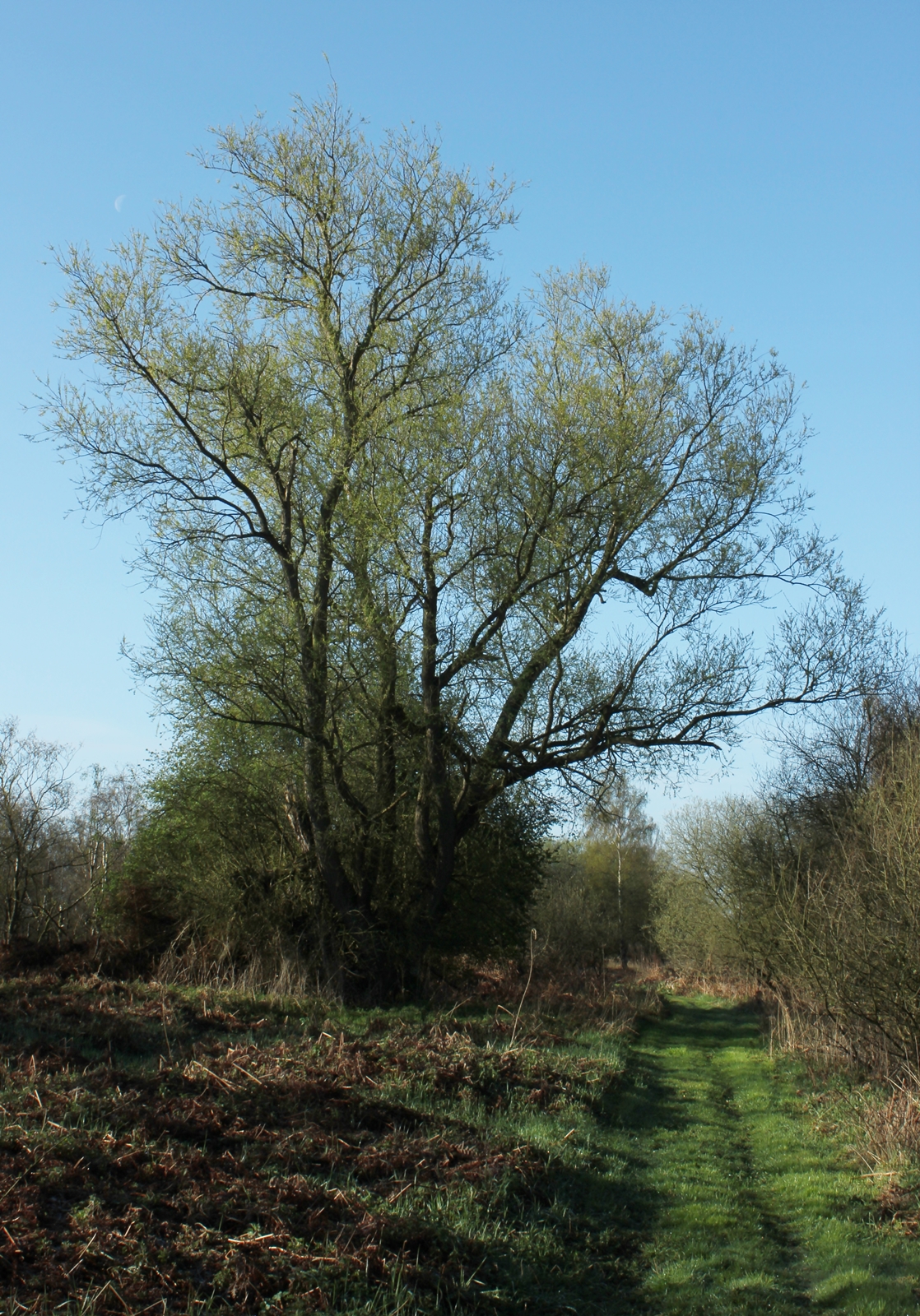 Steve's Birding And Wildlife Blog.: April 2012