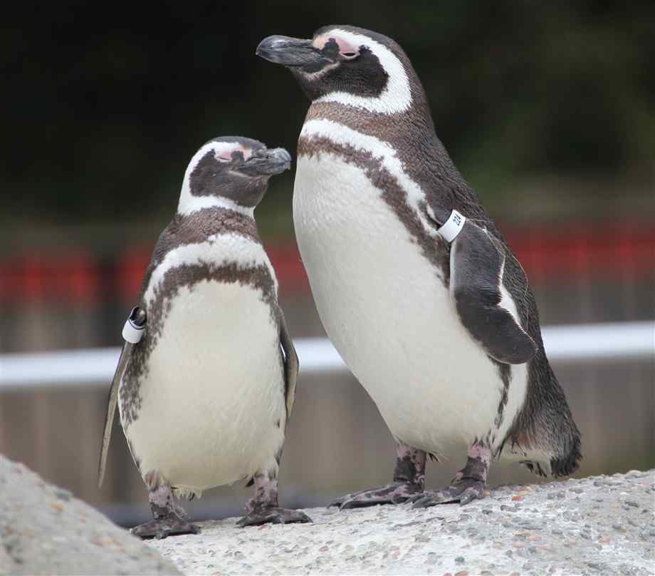 White Wolf : Monogamous Magellanic Penguin Couple Have Stayed Faithful ...