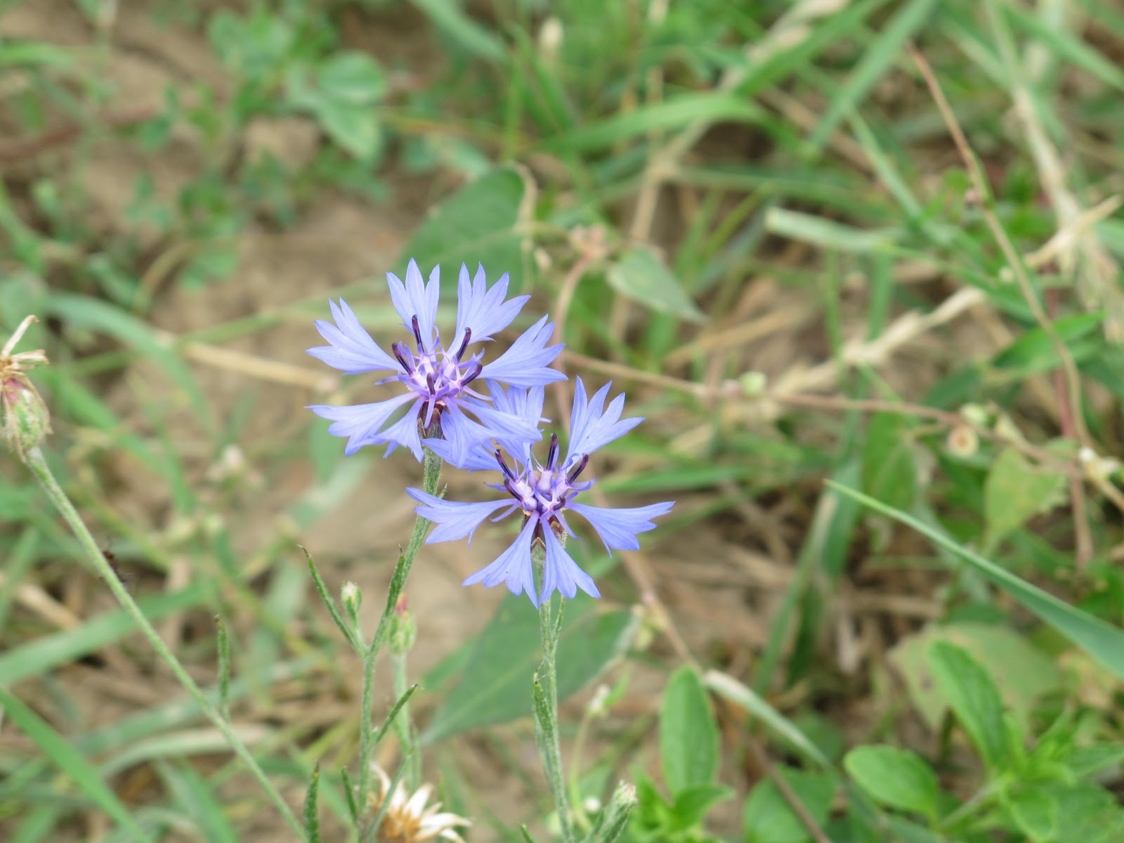 Floarea -bunica: Miercurea fara cuvinte- Flori de camp
