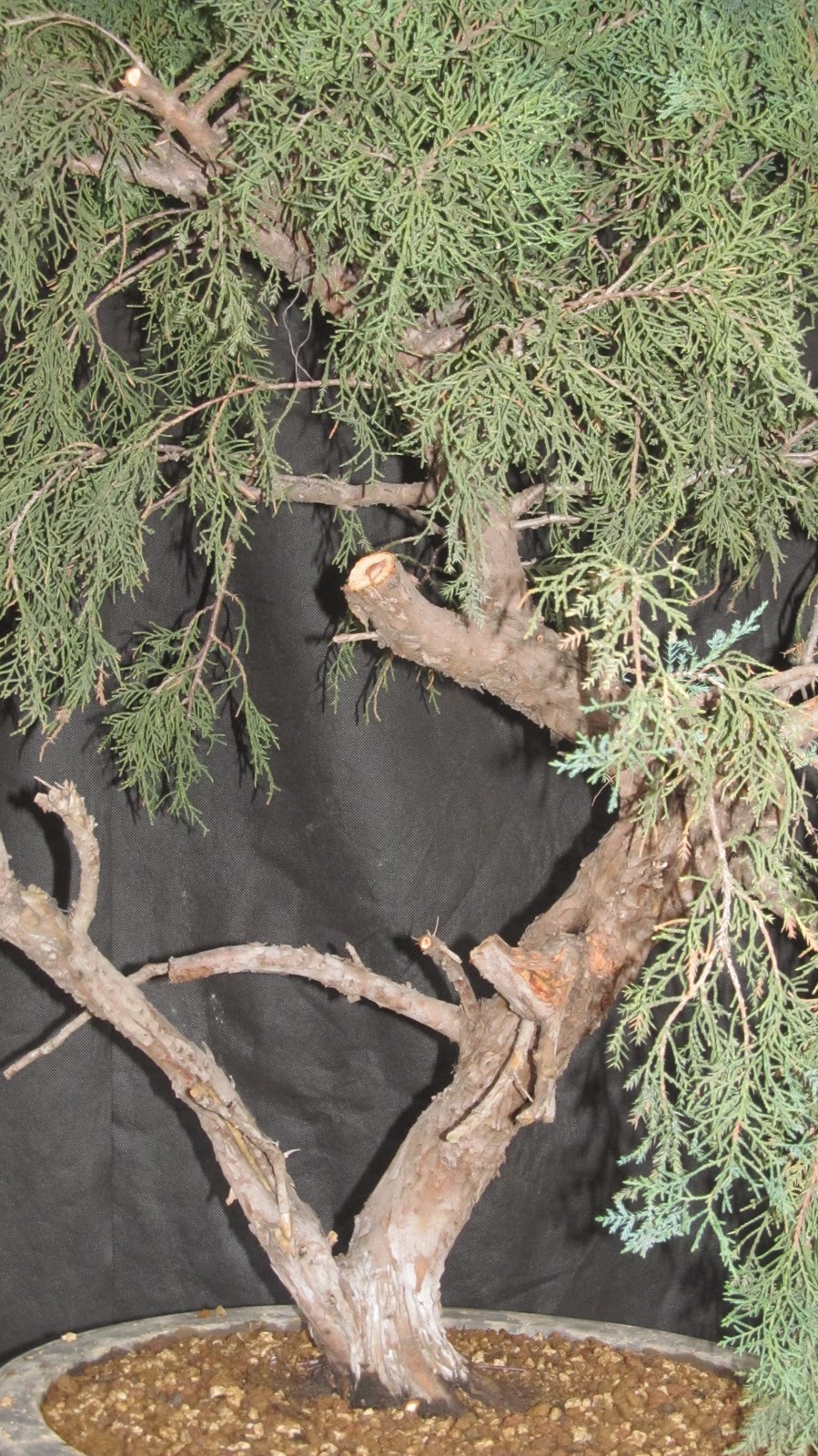 bonsaibp's bonsai blog: Juniper long term project part 1