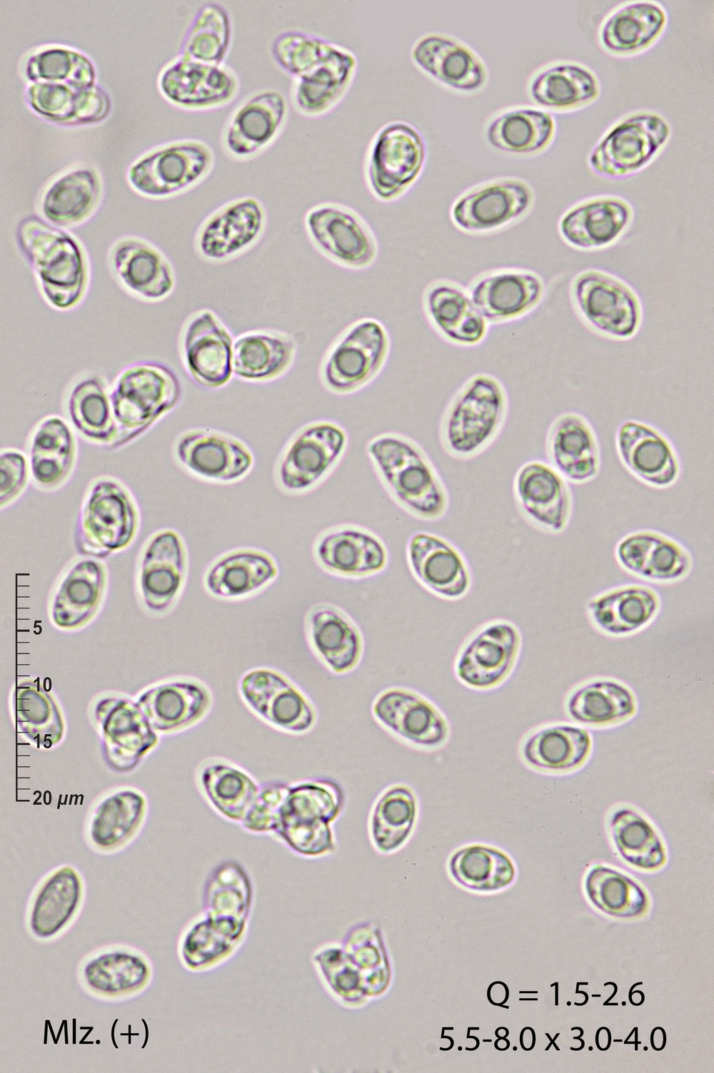 Cystoderma jasonis (Cooke & Massee) Harmaja • CEMAS Orden Agaricales