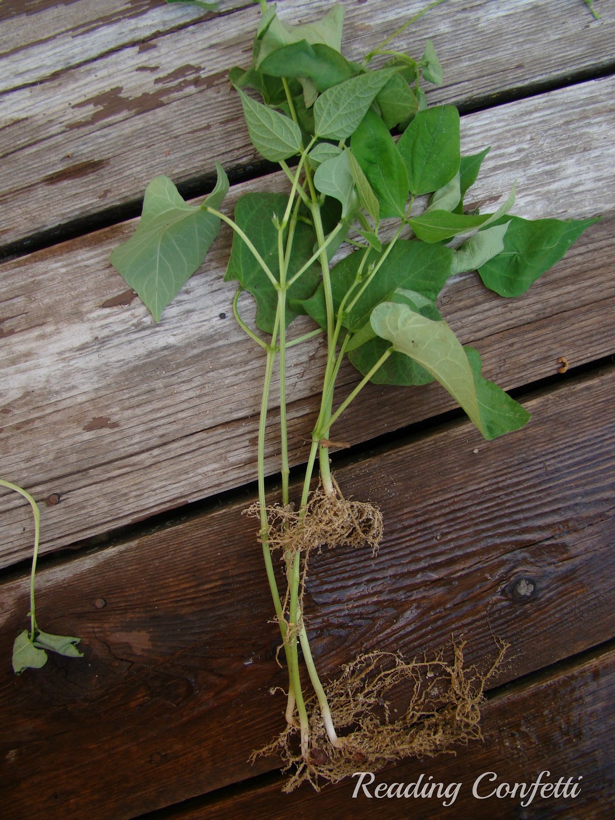 Magic Beans ~ Reading Confetti
