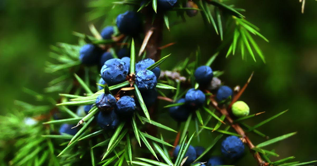 Intelliblog: ALL ABOUT JUNIPER