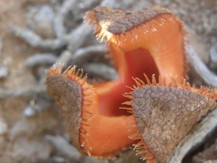 Hydnora africana - www.plantes.infos.st