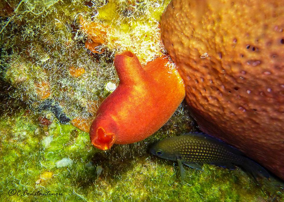 Biodiversity of Cyprus by NGO Protection of the Natural Heritage and ...