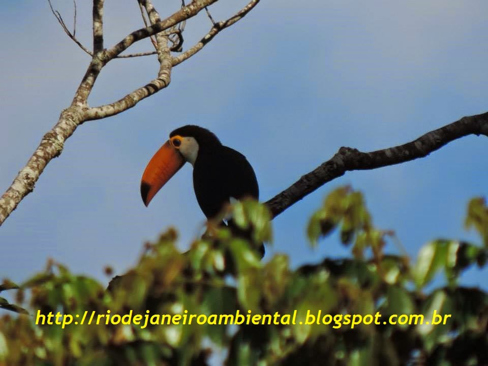 Fauna da Mata Atlântica Estado do Rio de Janeiro