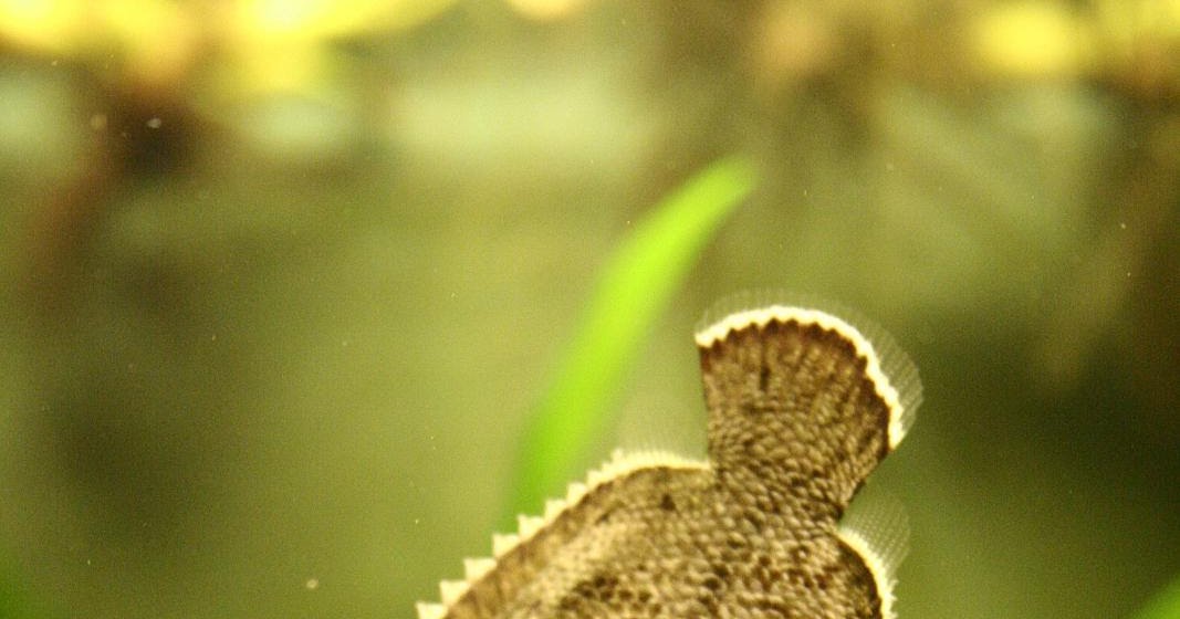 South American Leaf Fish