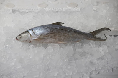Frozen Milkfish, Buy Frozen Milkfish, Frozen Milkfish Importer ...