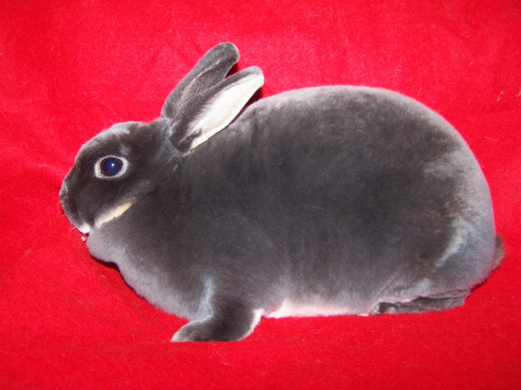 Virtual Tour: Our Farm: Bunnies, Bunnies and MORE Bunnies!