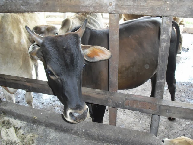 JB Impian Tunggal Enterprise: Jenis-jenis Lembu