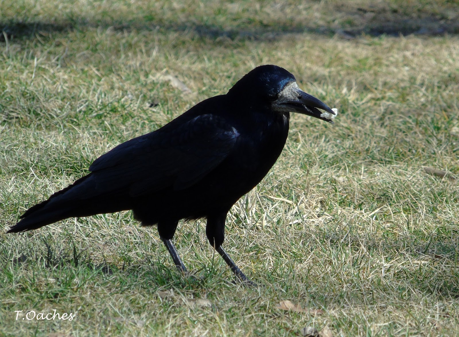 PASARI DIN ROMANIA: CIOARA DE SEMANATURA, Corvus frugilegus