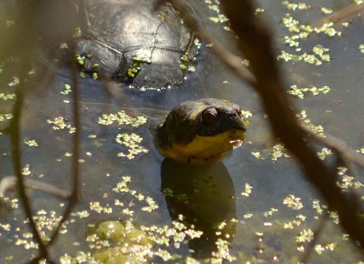 Woods Walks and Wildlife: May 2015