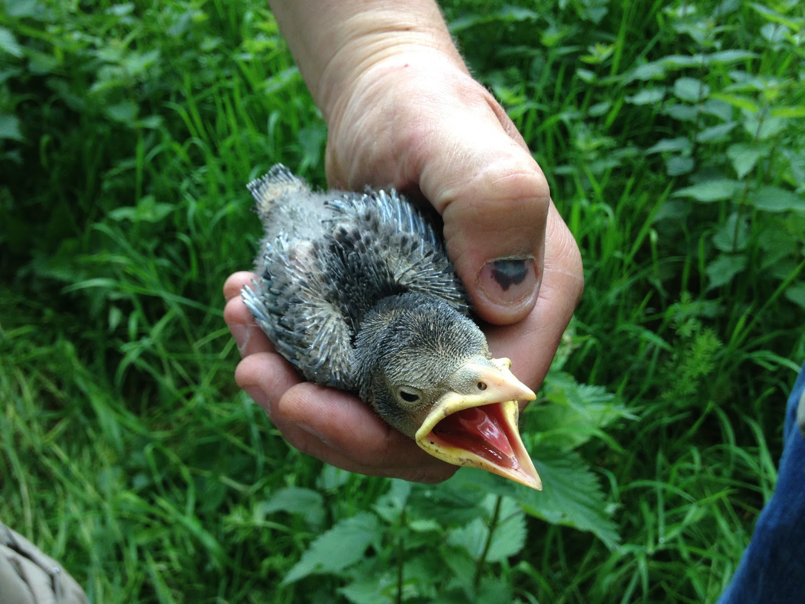 BTO Bird Ringing - 'Demog Blog': June 2015