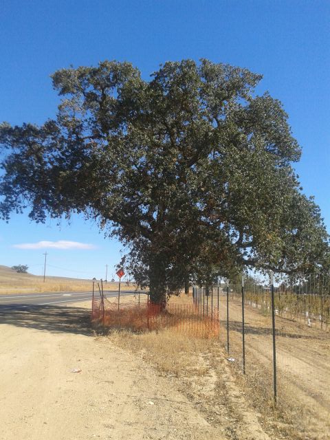 Oak Watch: November 2012