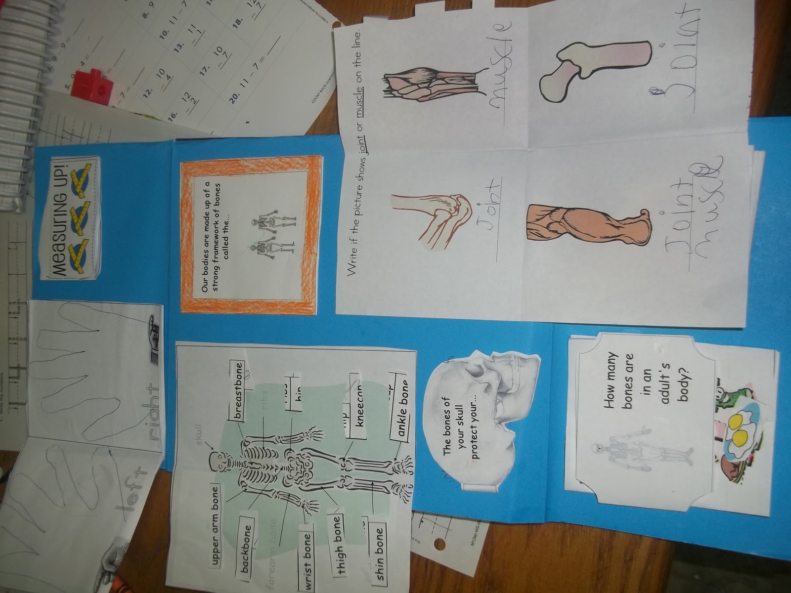 Human body lapbook: Move your muscles! | Piwi Kids
