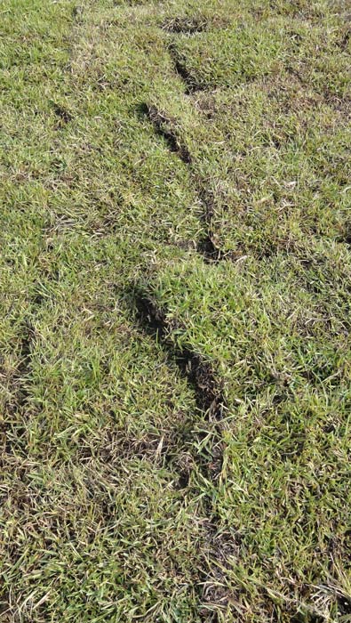 GoGardenNow - The Gardening Blog: A bad job of laying sod.