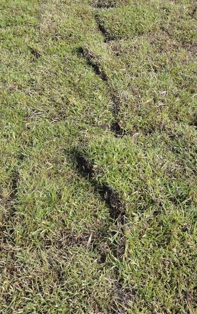GoGardenNow - The Gardening Blog: A bad job of laying sod.
