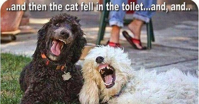 Funny Captions For Instagram Cute Instagram Quotes funny-captions-for-instagram-cute-instagram-quotes