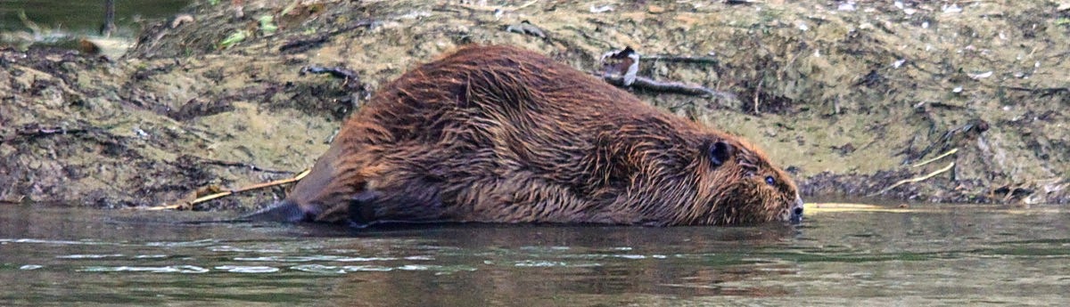 Gary's Outdoor Wanderings2: MORE UNUSUAL BEAVER PICS