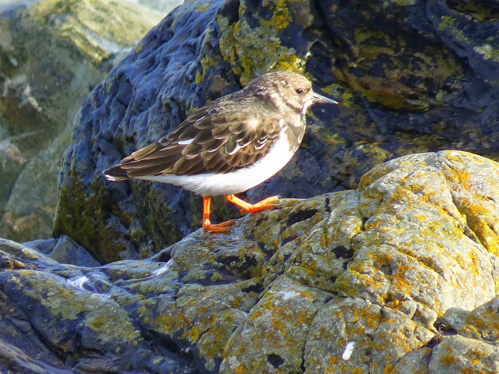 Birding For Pleasure: Turnstone