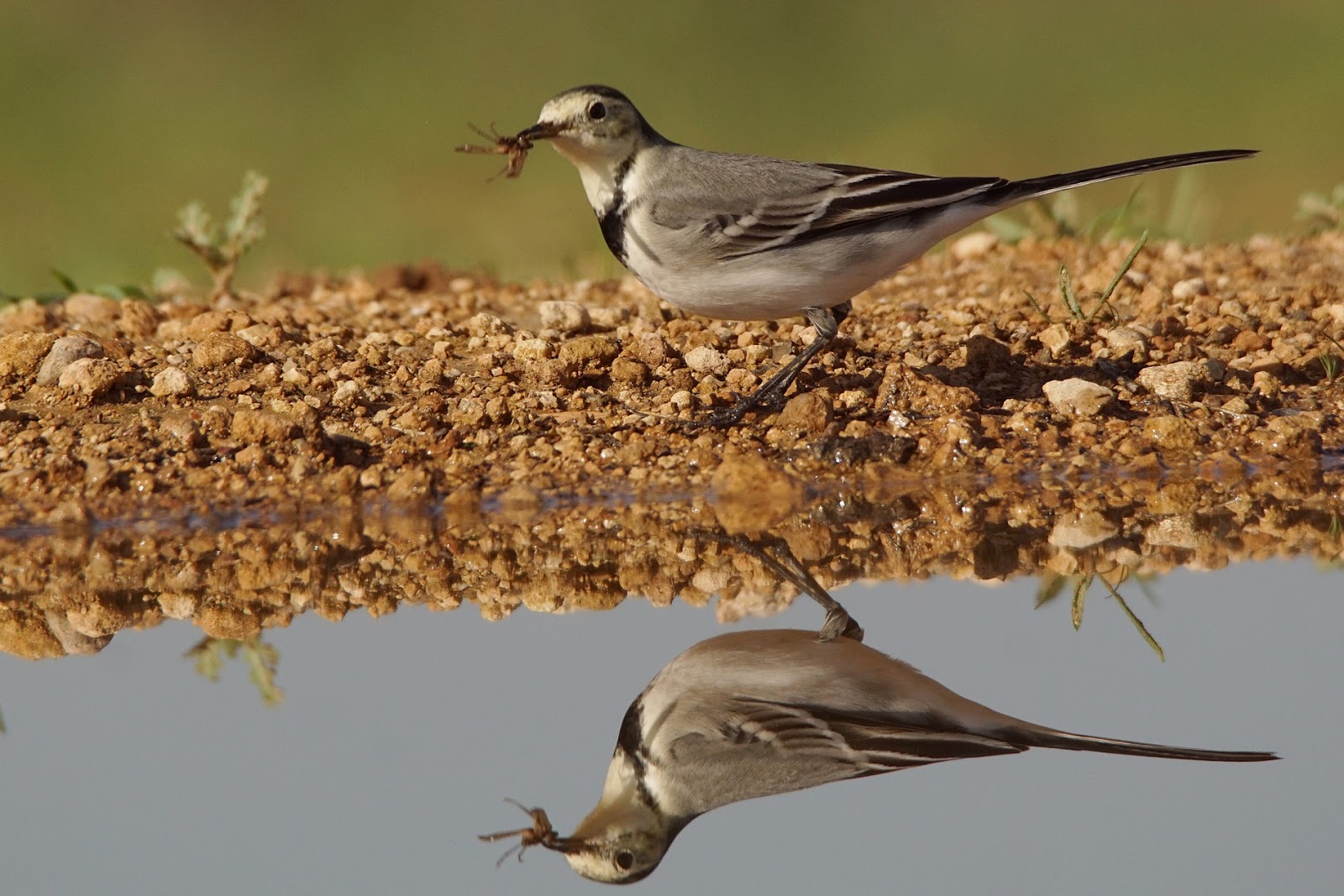 Pasión por las aves: Lavandera blanca,(Motacilla alba)