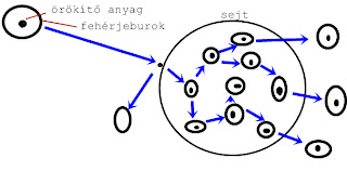 Biológia: Vírusok és sejtmag nélküliek