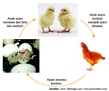 BLOG SUTARNO: PERKEMBANGBIAKAN AYAM