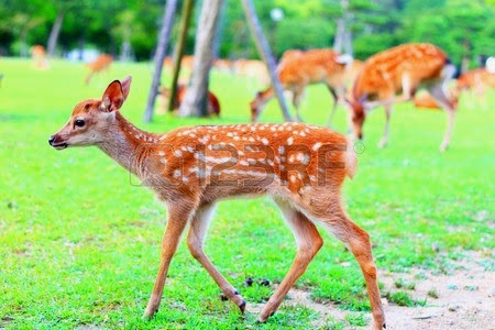 THE ZOOLOGIST : Three Types Of Deer In Malaysia