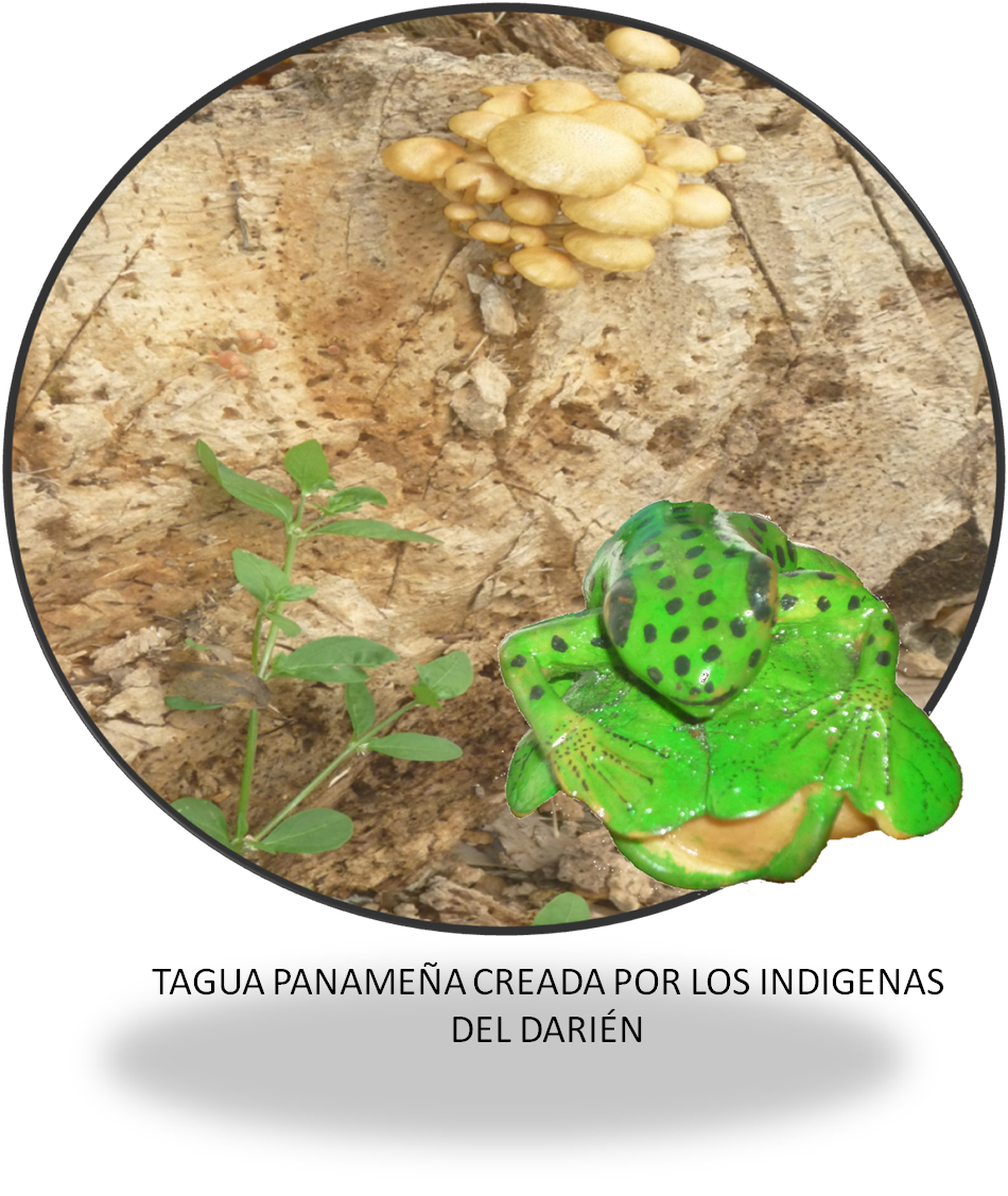 TurisPanamá: Tagua, artesanía indígena en Darién