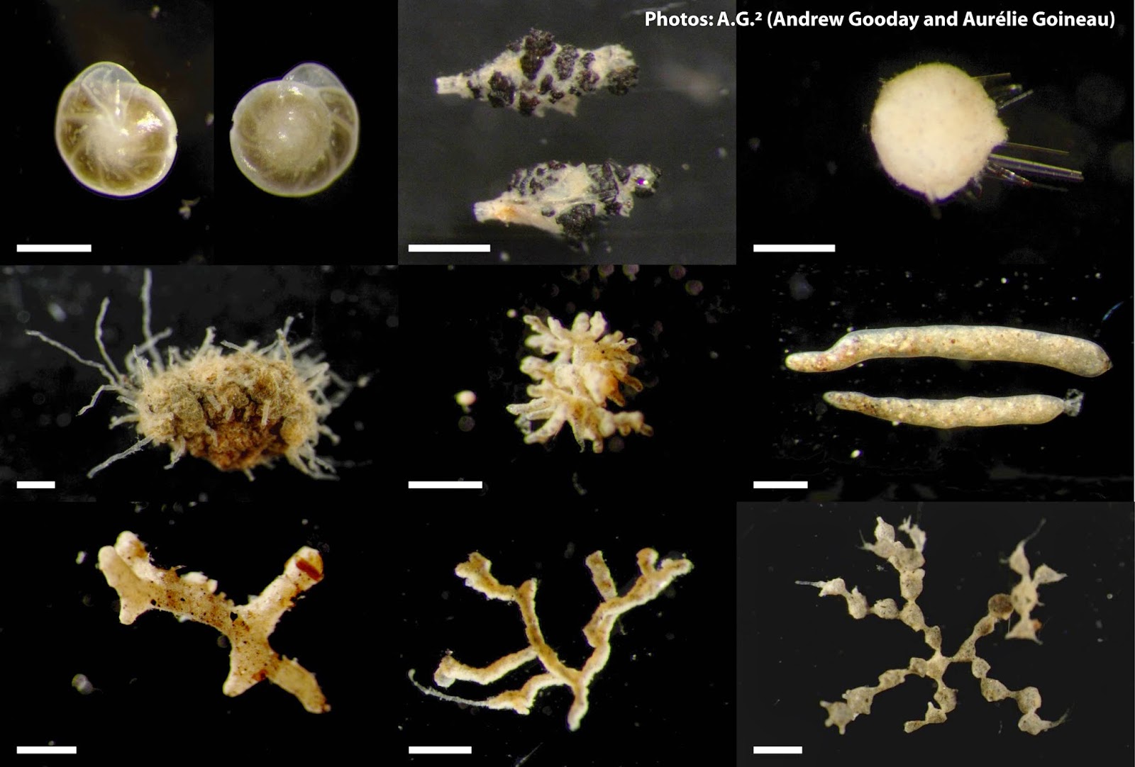 ABYSSLINE: Little Giants of the Deep