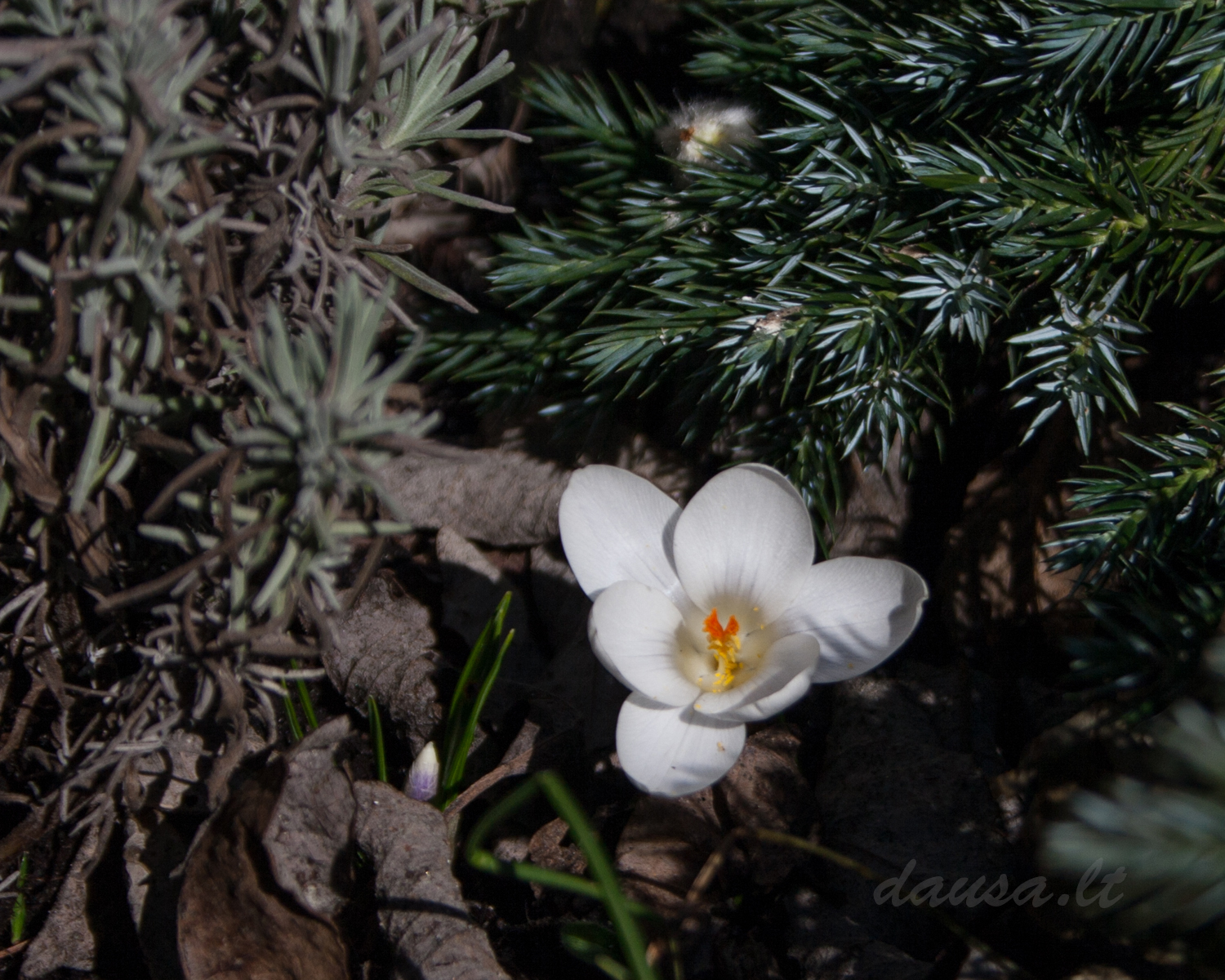 Gilės medis: Botaniniai krokai
