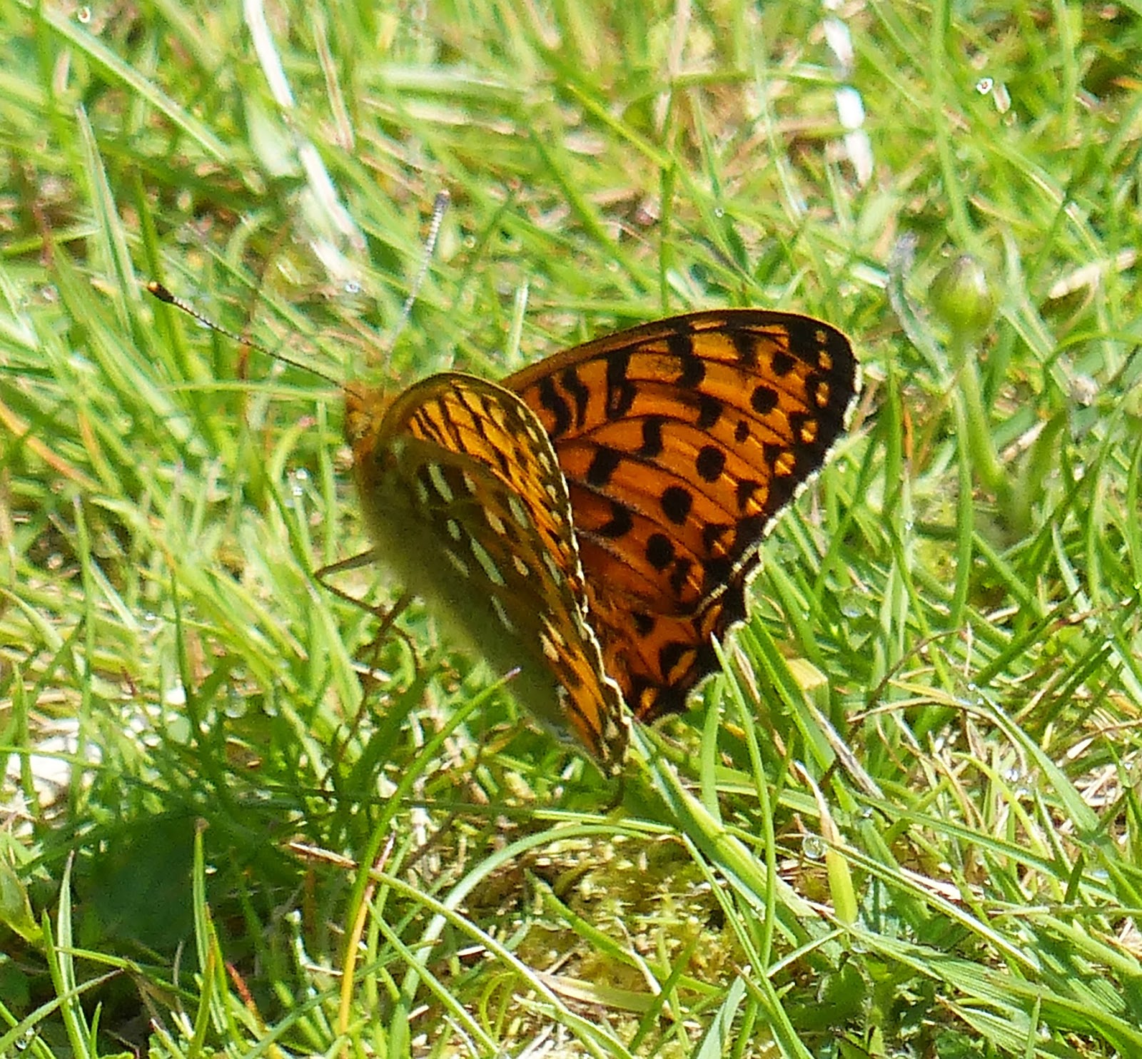 Wild and Wonderful: My Photos of (Largely UK) Butterfly Species