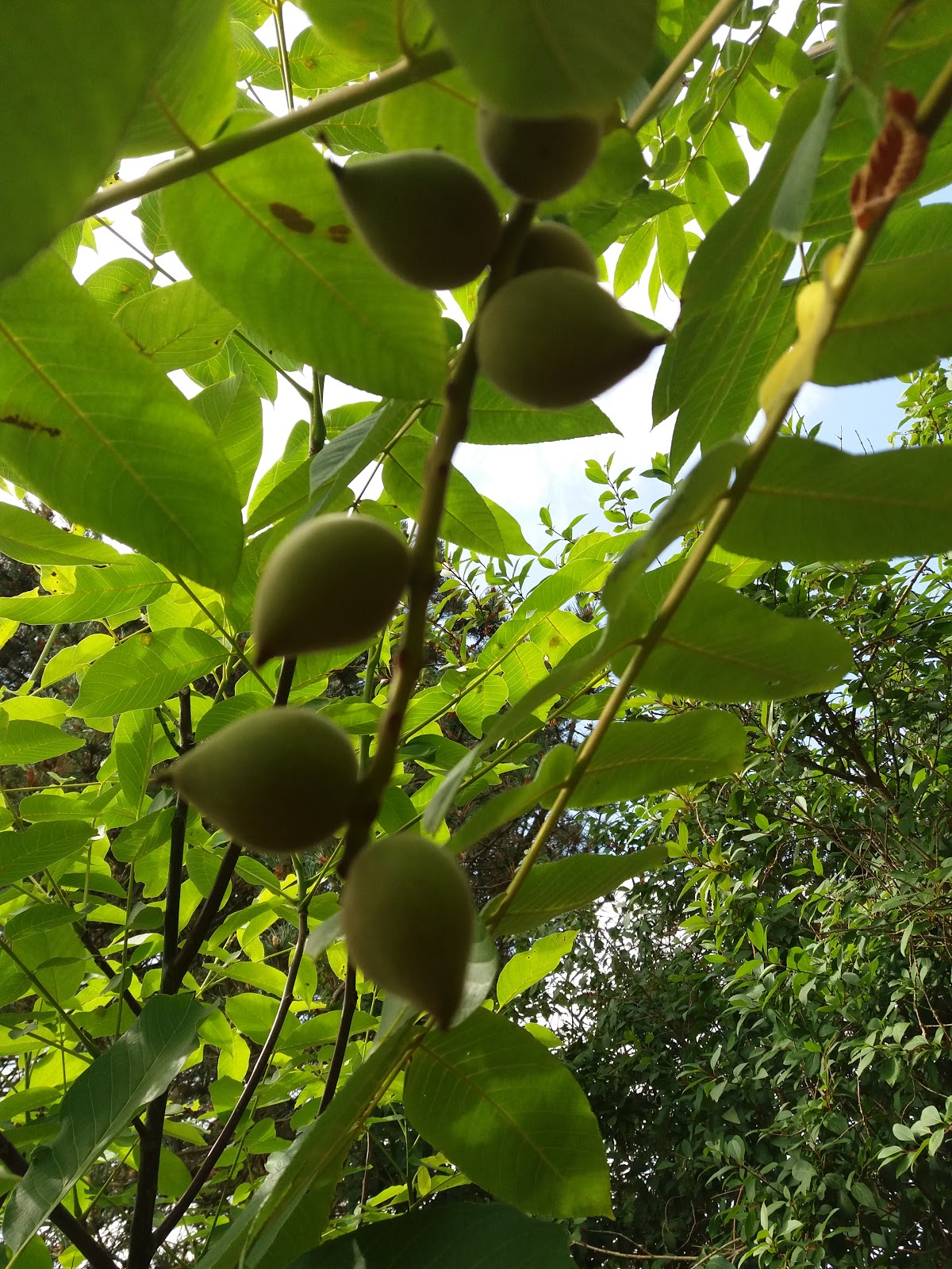 Heartnuts and Chestnuts